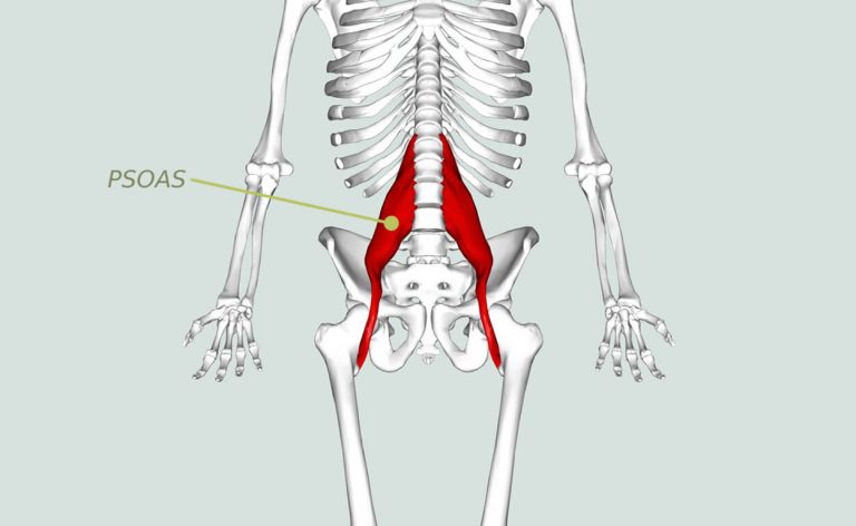Psoas, un gran músculo. EL GRAN MALTRATADO - Phyos Center